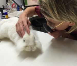 טיפול בארנב - עיקור וסירוס ארנבונים אצל וטרינר במרפאה בתל אביב